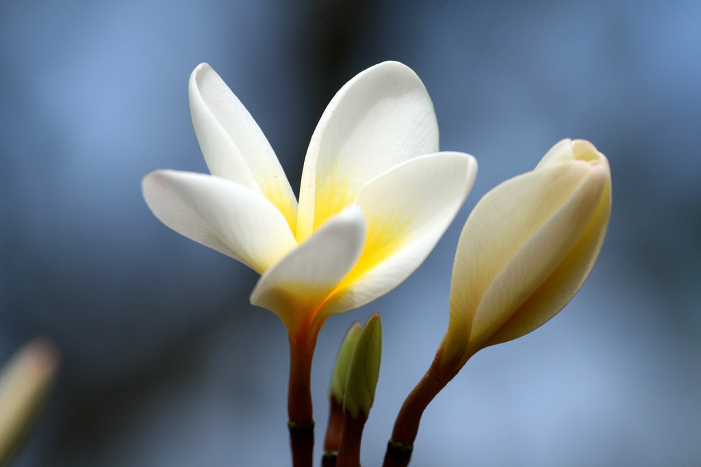 The Meaning of Aloha – Mukama Botanica